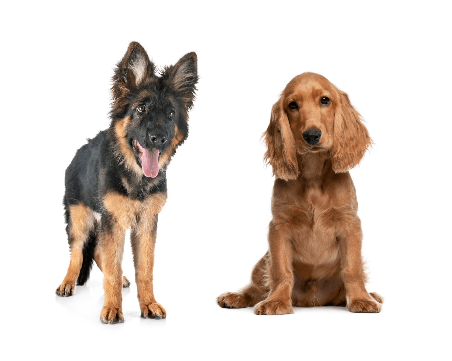 German Shepherd Cocker Spaniel Mix - German Shepherd Dog HQ