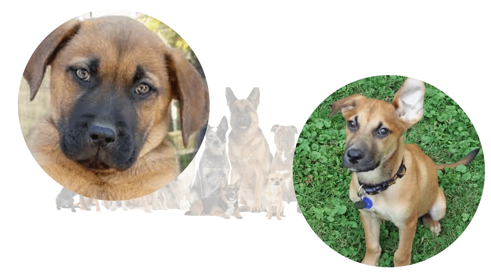 All About Rhodesian Ridgeback German Shepherd Mix Puppies