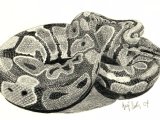 Python Snake Drawing At Getdrawings Free Download