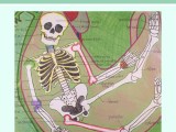 Skeletal System Interactive Activity