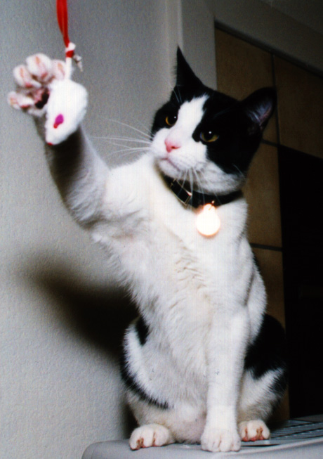 Sammy the Cat – GHH.COM