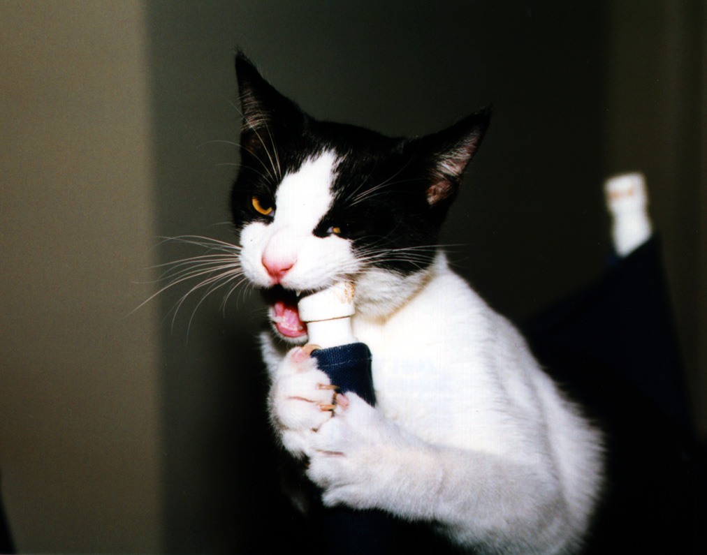 Sammy the Cat – GHH.COM