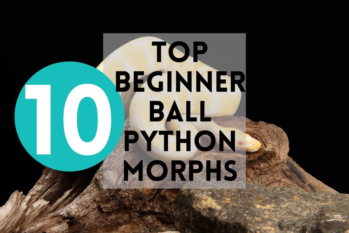 Top 10 Beginner Ball Python Morphs Ghost Constrictors
