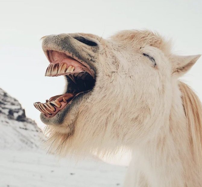 Winter-Memes - GiPS online