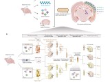 Github Jinmiaochenlab Spatialglue Spatialglue Is A Novel Deep