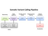 Somatic Variation Genome Gms Wiki Github