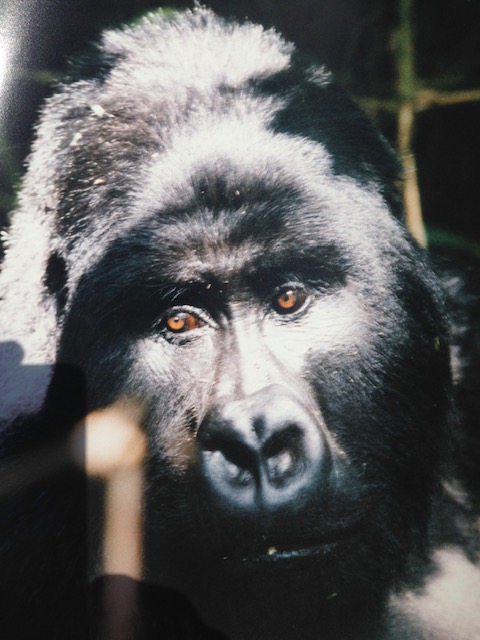 Gorillas and Churches – Global Pilgrim
