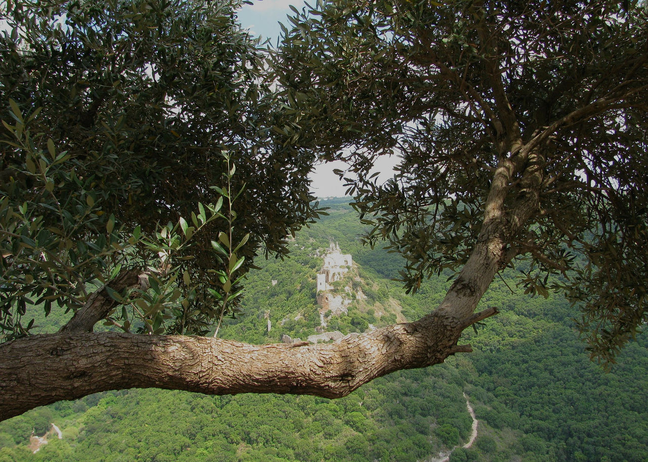 Afforestation In Israel: – Global Project Engineering Group