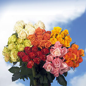 Assorted Colors Roses 200 | Vootz