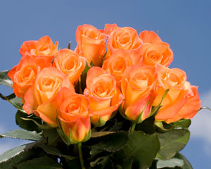 Miracle Roses 200 | Twilia