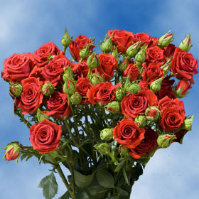 Red Spray Roses 180 | Vootz