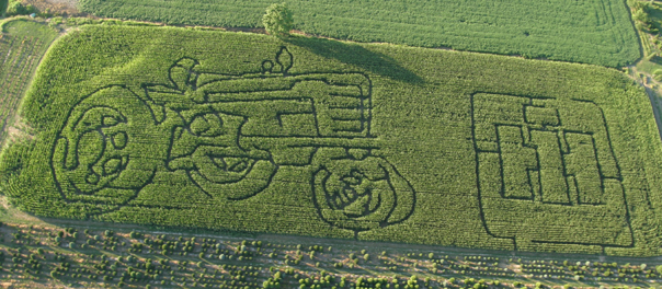 Corn Maze Gallery