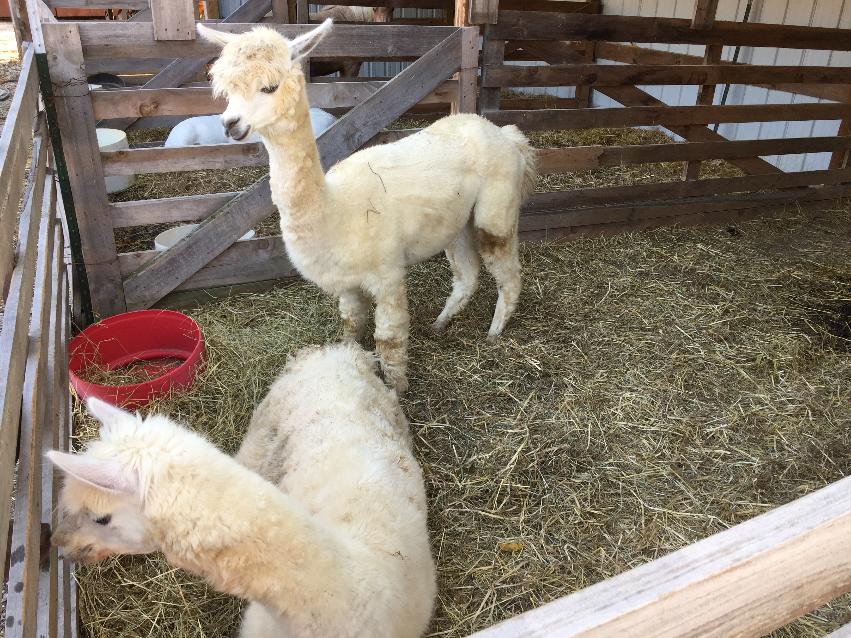 Activities and Pricing