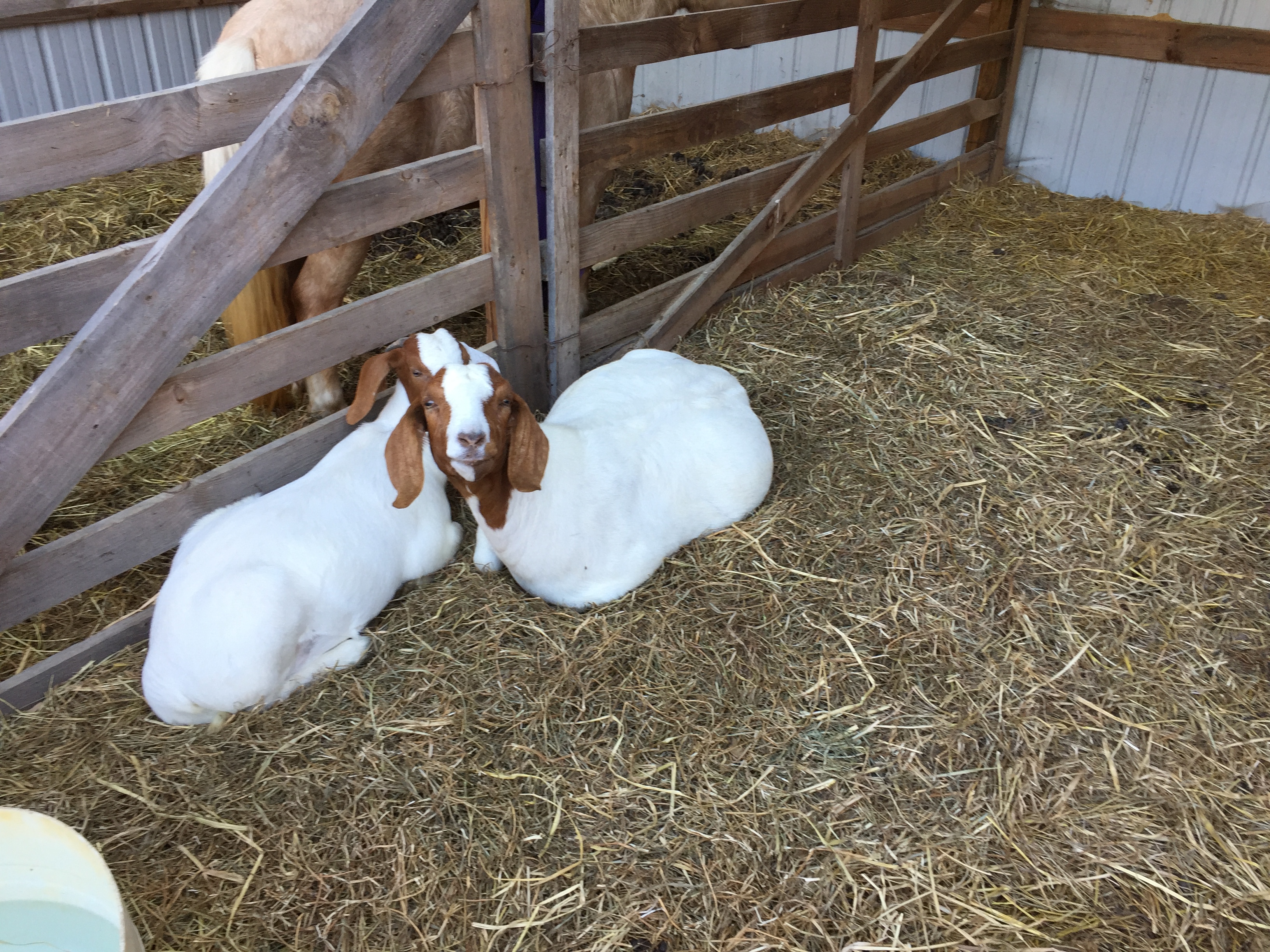 Activities and Pricing