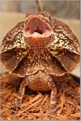 Chlamydosaurus Kingii – SSEXOTICS