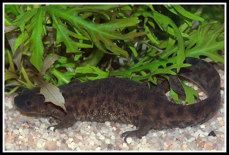 Iberian Ribbed Newt (Pleurodeles waltl)