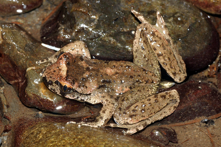 Coastal Tailed Frog (Ascaphus truei)