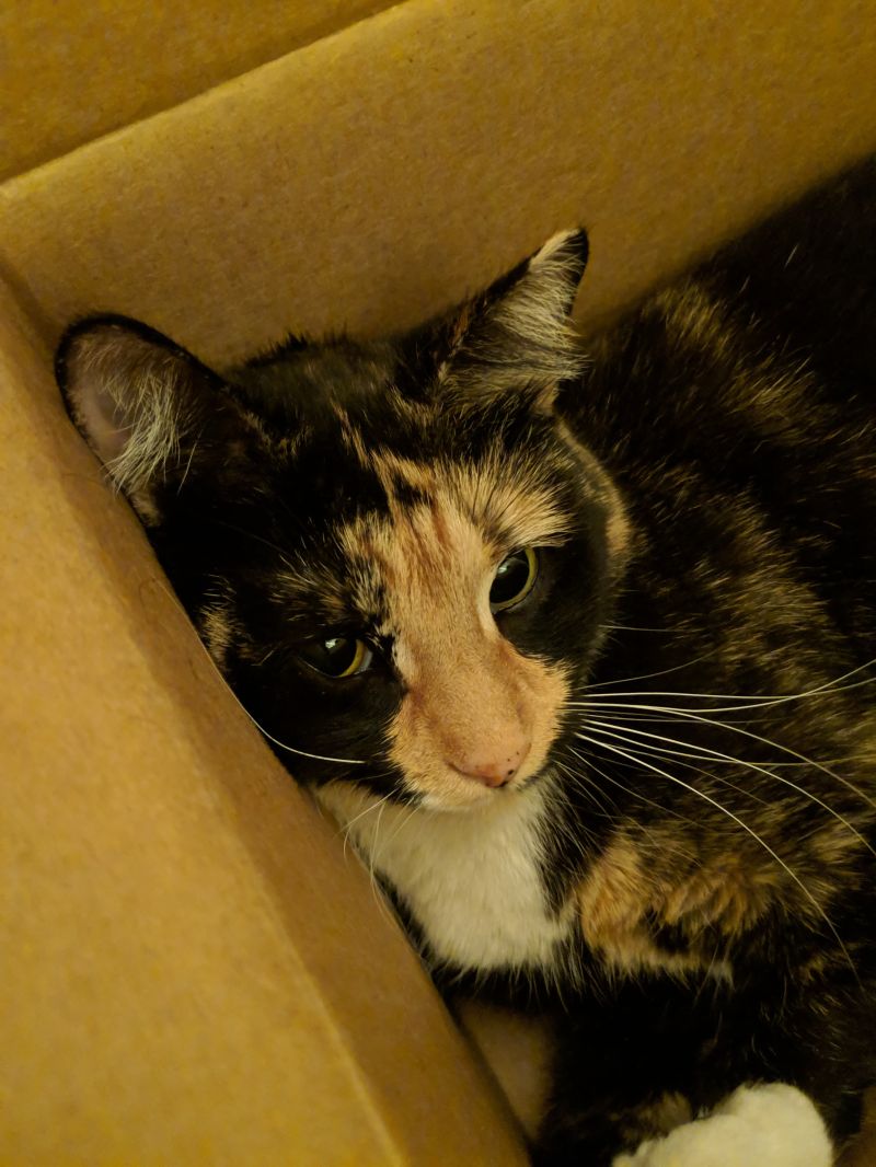 Cheddar Github - Professional Ultra HD Landscape Designs | Free Download