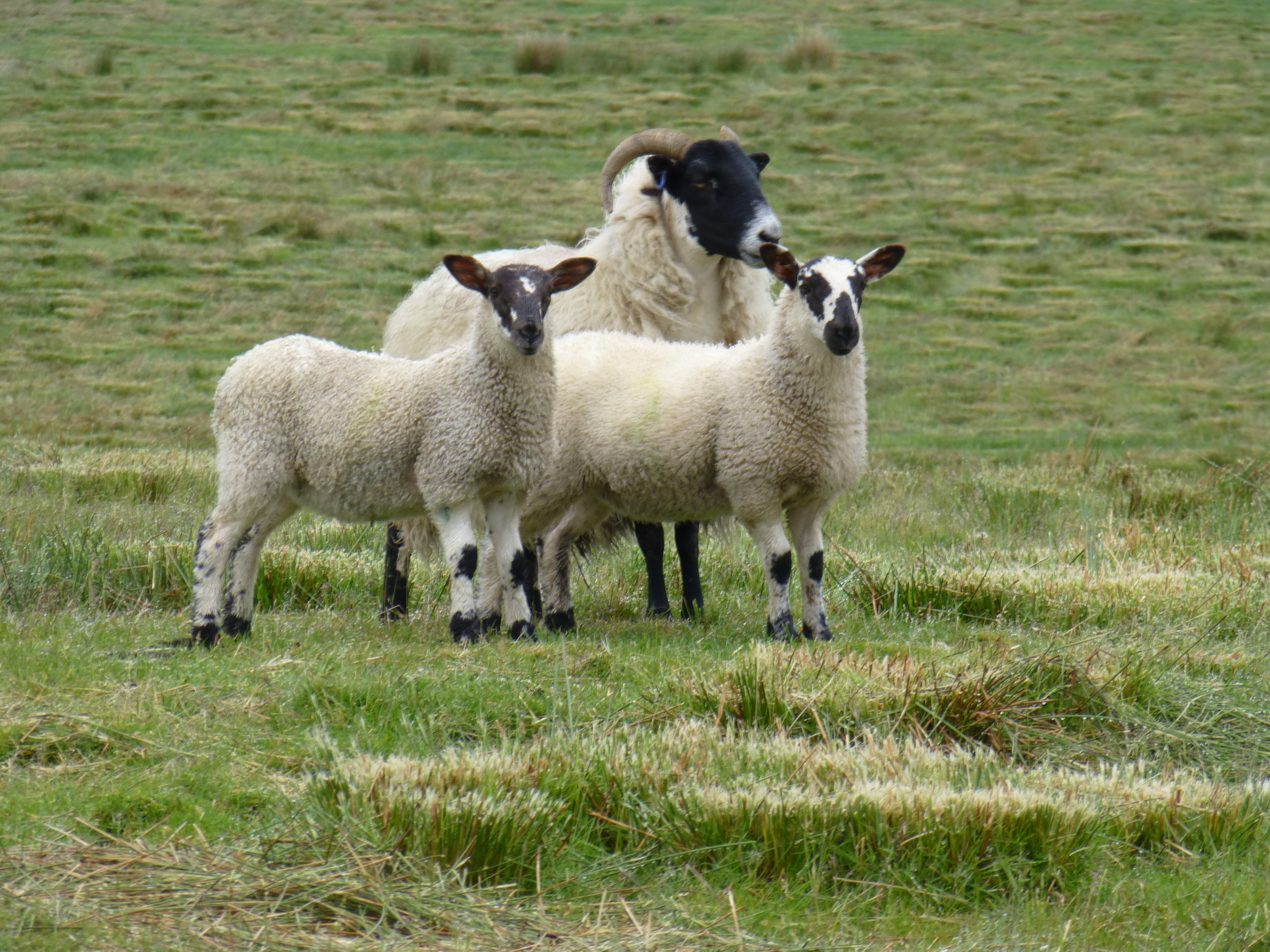 Gallery – Goodfellow Farming