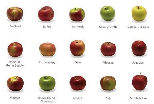Types Of Apple Chart