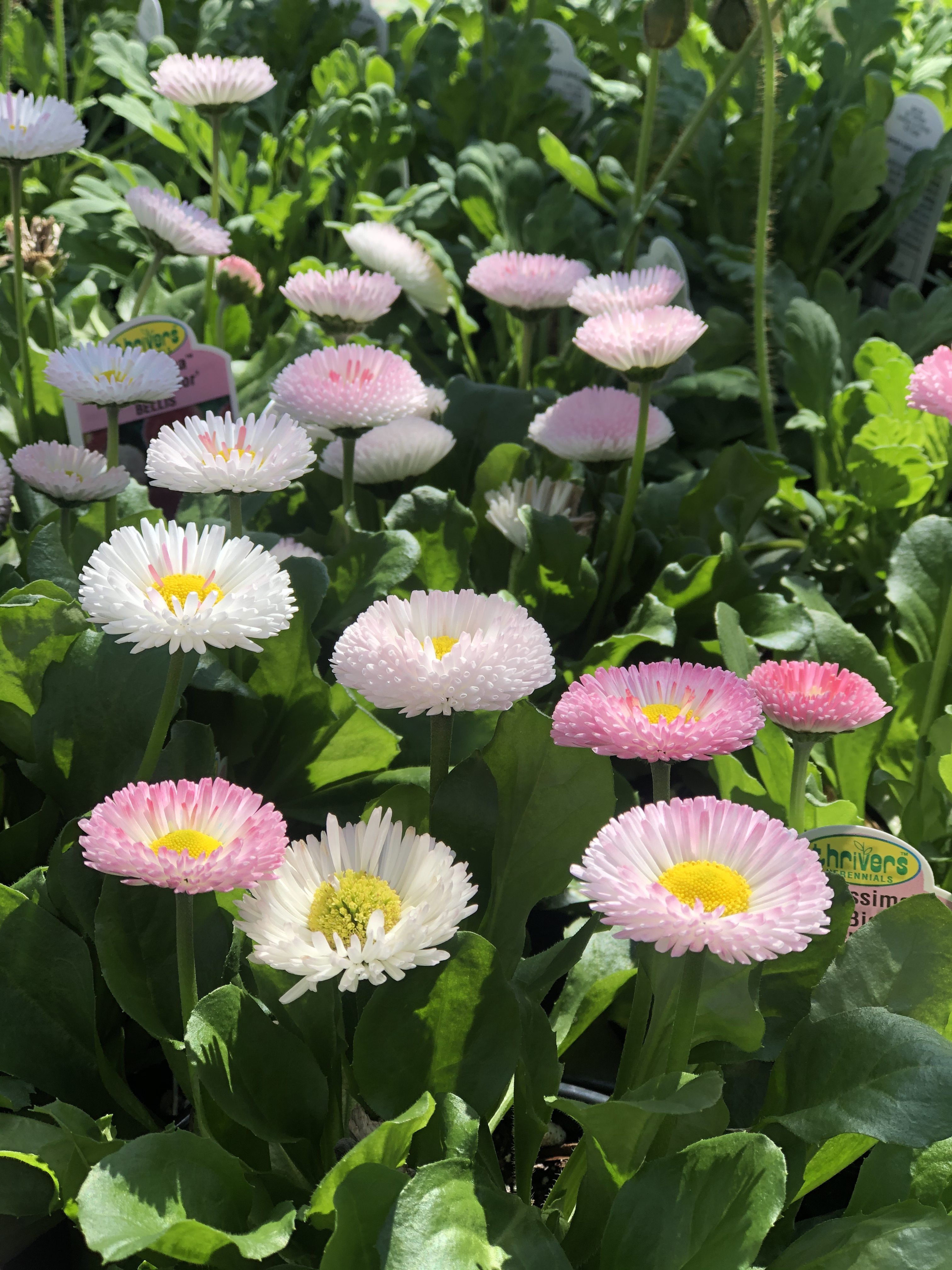 What We Have – Gordon Florist & Greenhouses