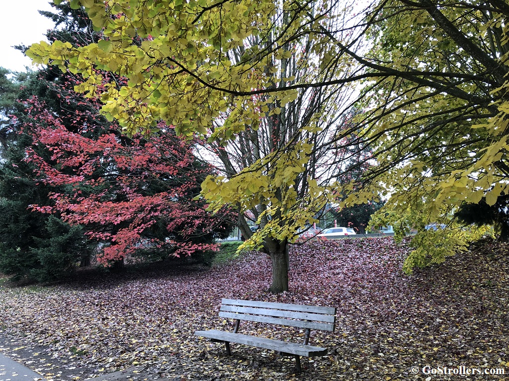 [October in Seattle] Fall in Green Lake Park - Go Strollers