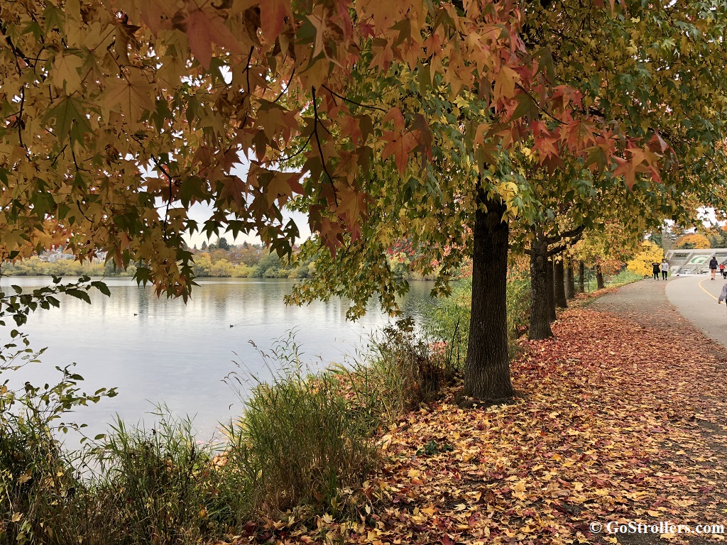 [October in Seattle] Fall in Green Lake Park - Go Strollers