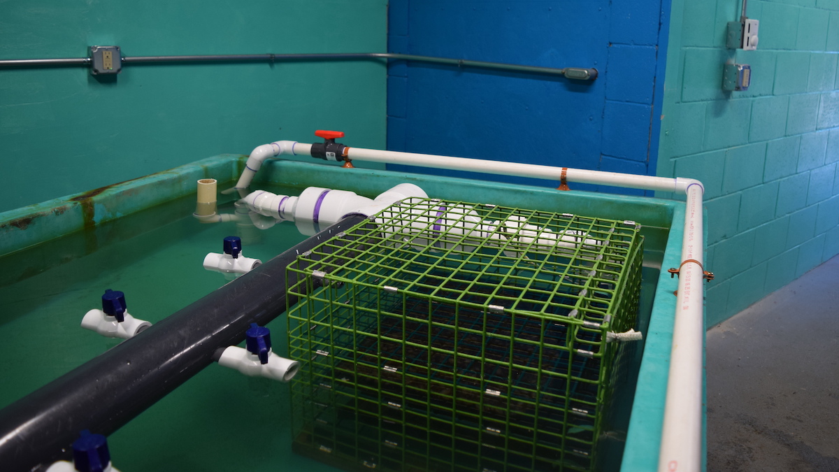 Why a Shellfish Lab? – Gouldsboro Shore