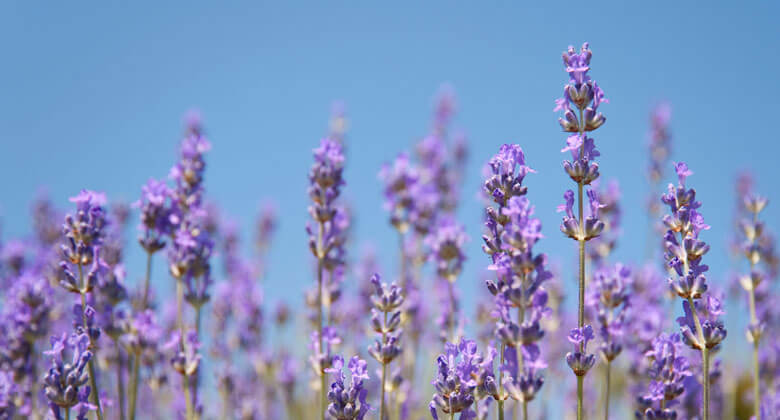 The Lord Jesus Christ is our source of Joy — Grace Points