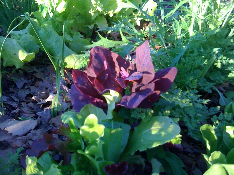 red orach | Gradually Greener