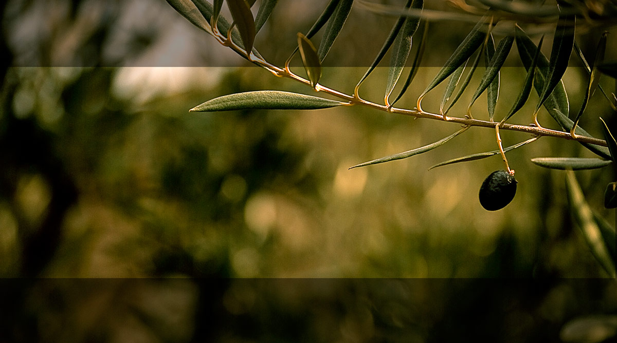 The Perfect Olives of Granada - Granada Insider