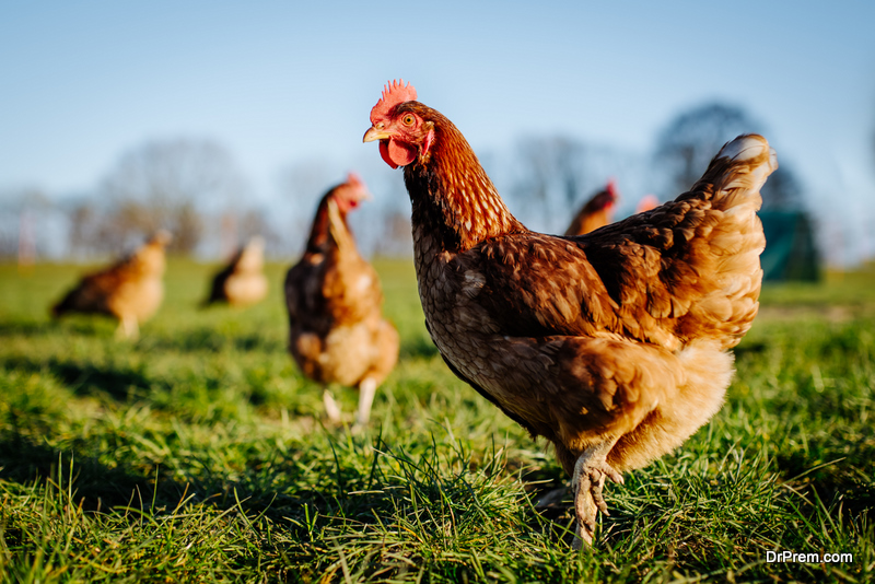 What is The Difference Between "Free Range" and "Organic"?