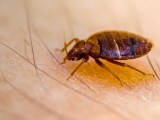 Bed Bug Service Green Earth Exterminators