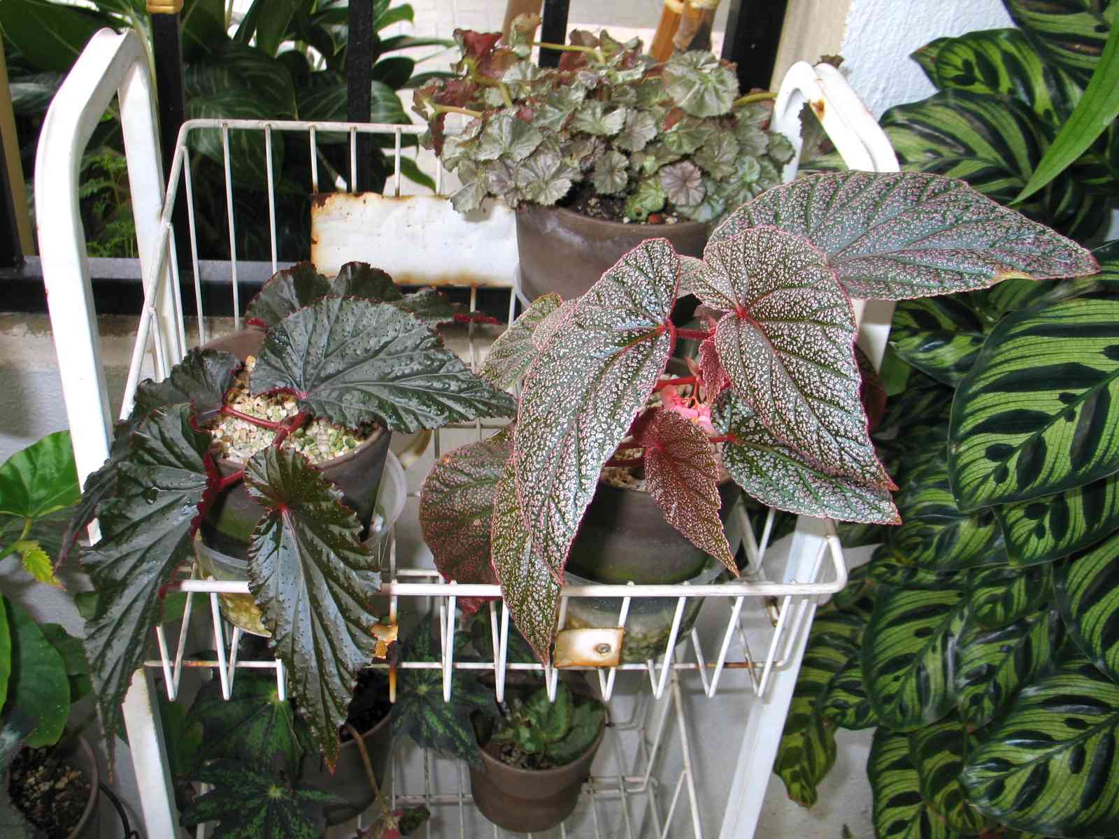 Other plants | The Green Journal