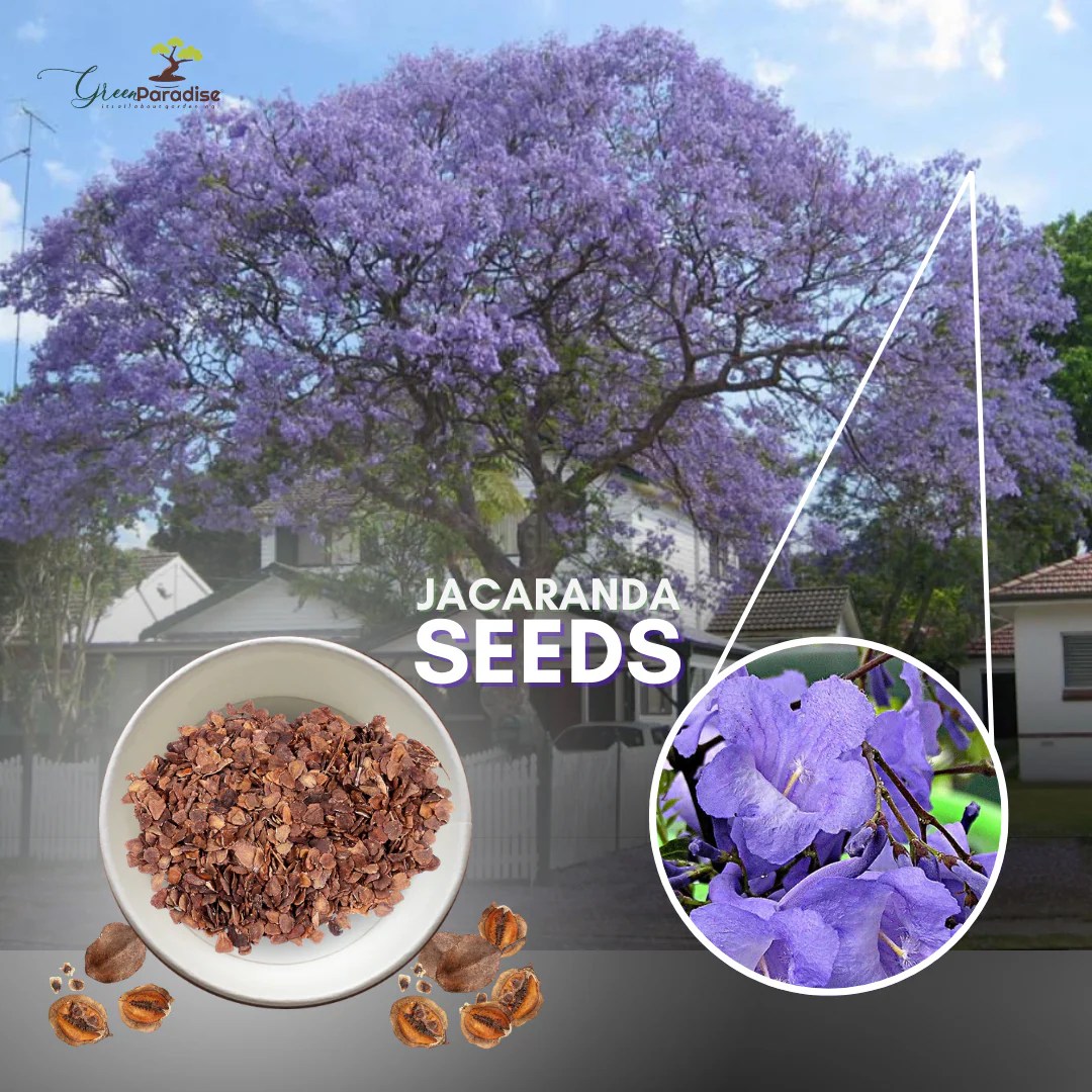 Jacaranda Tree Seeds Blue Jacaranda Seeds Jacaranda Mimosifolia