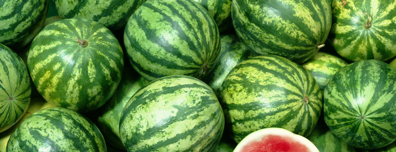 Mini Watermelon (Seedless) | GreenPoint