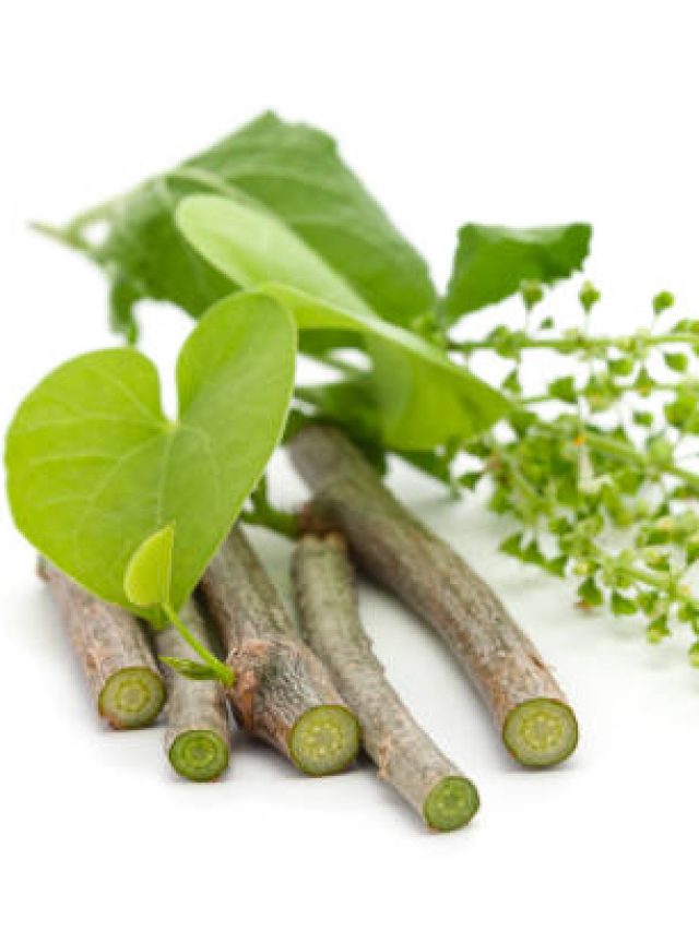Benefits of Giloy: गिलोय के सेवन से सेहत को मिलते हैं कई फायदे ...