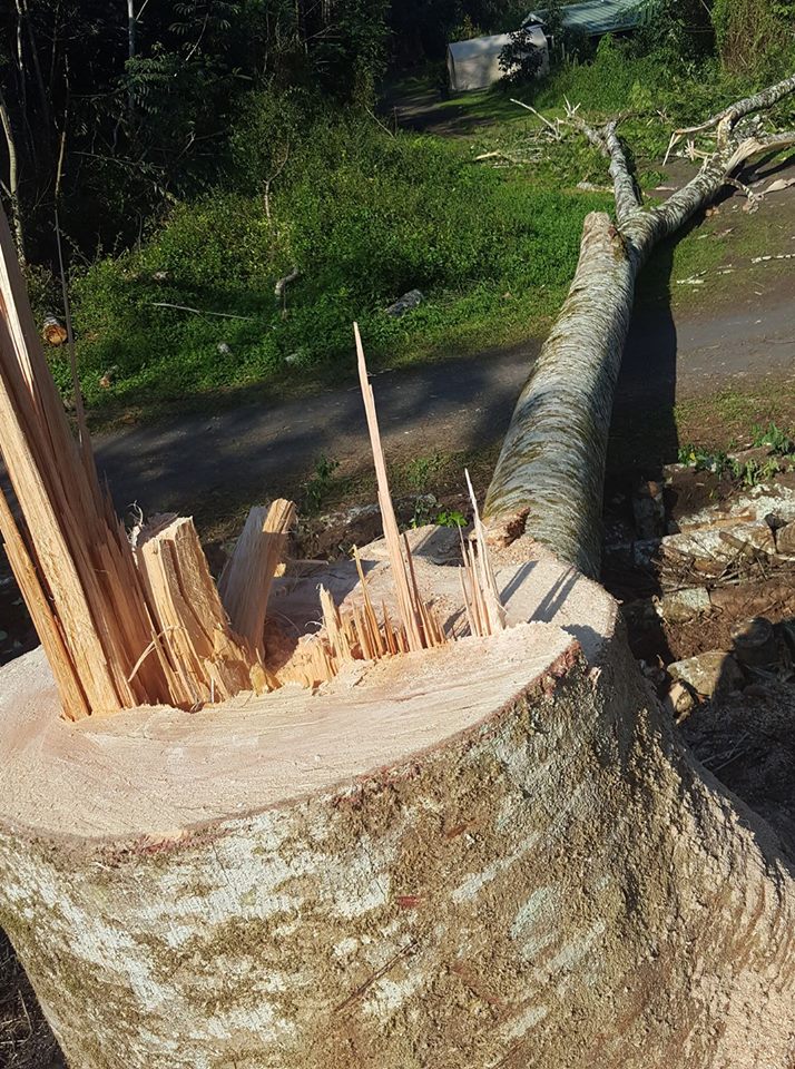 Jungle Clearing – Tree Removal – Growing 1 Future