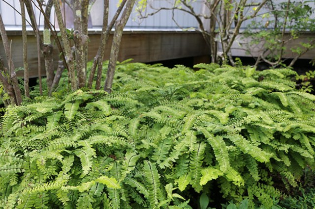 Botanical Treasures in Patsy Highberg's Vermont Idyll - Growing With Plants