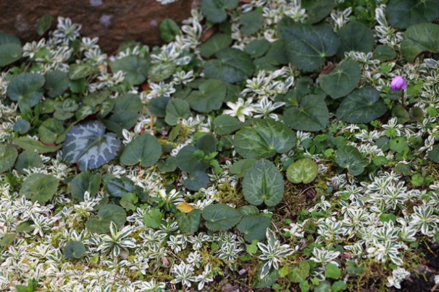 Botanical Treasures in Patsy Highberg's Vermont Idyll - Growing With Plants