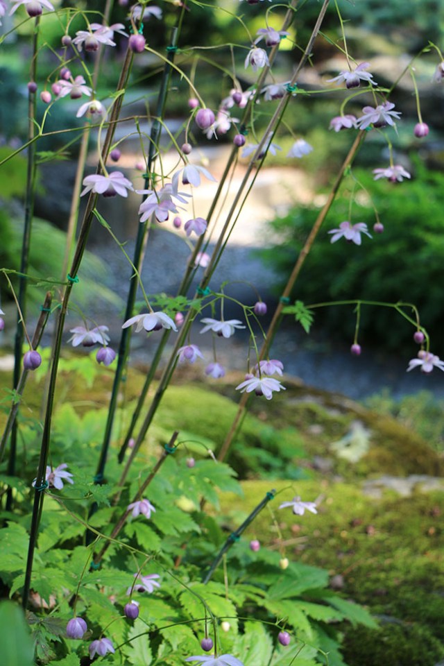 Botanical Treasures in Patsy Highberg's Vermont Idyll - Growing With Plants