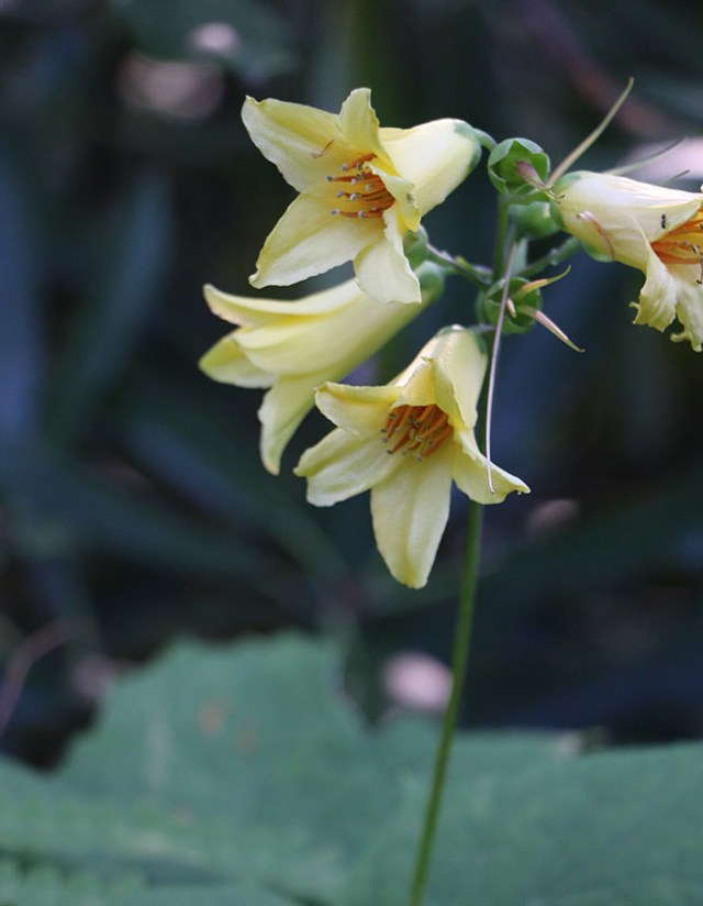Botanical Treasures in Patsy Highberg's Vermont Idyll - Growing With Plants