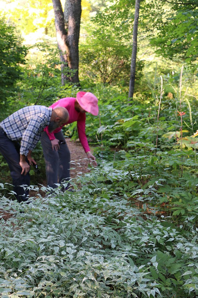 Botanical Treasures in Patsy Highberg's Vermont Idyll - Growing With Plants
