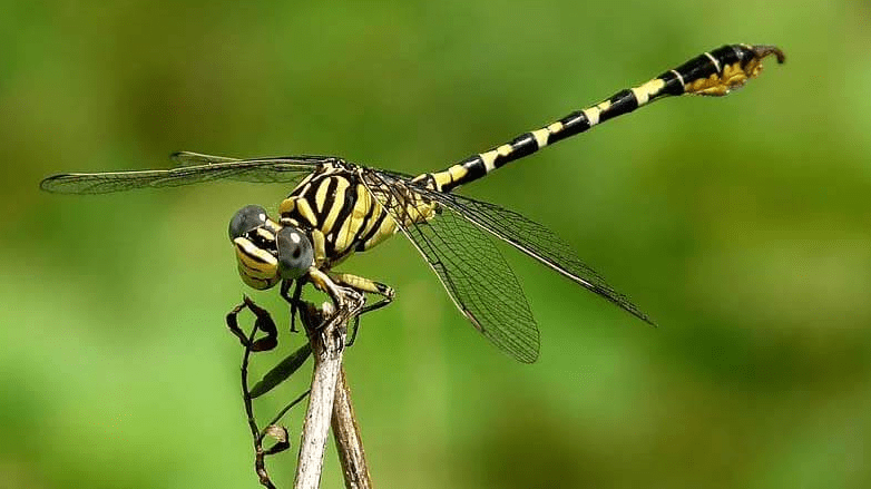 7 Fakta Unik Menarik Seputar Capung yang Perlu Anda Ketahui