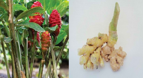 6 Manfaat Lempuyang Bagi Kesehatan, Salah Satunya Cegah Kanker