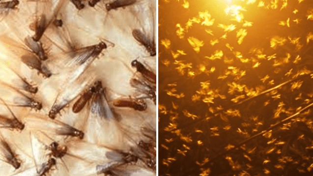 5 Fakta Unik Seputar Laron yang Perlu Anda Ketahui