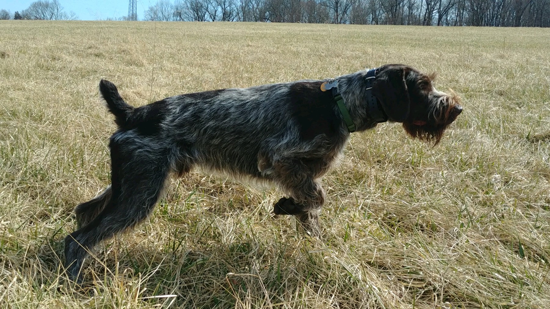 Breed Information – German Wirehaired Pointer Club of America