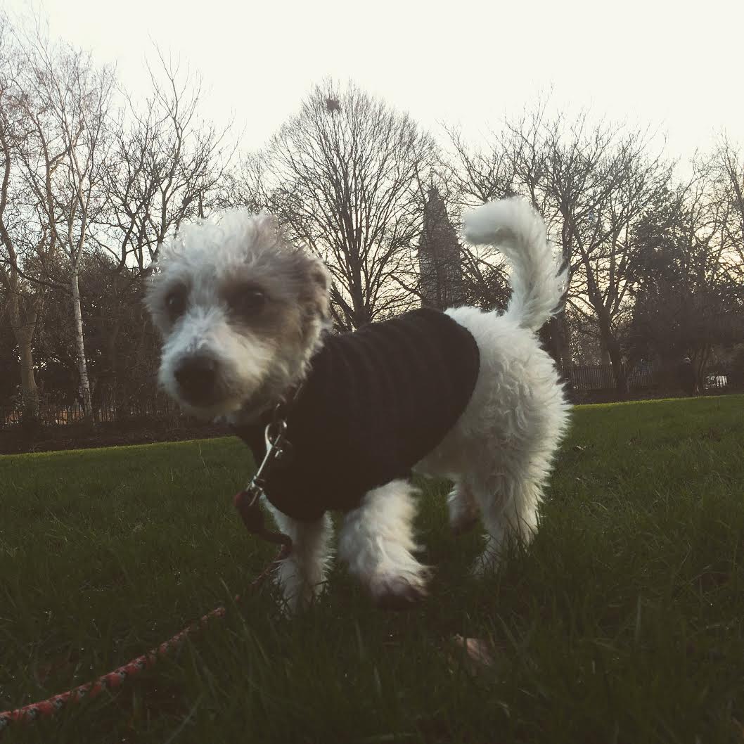 VOTE: Who do you think is Hackney's cutest dog? - Hackney Post