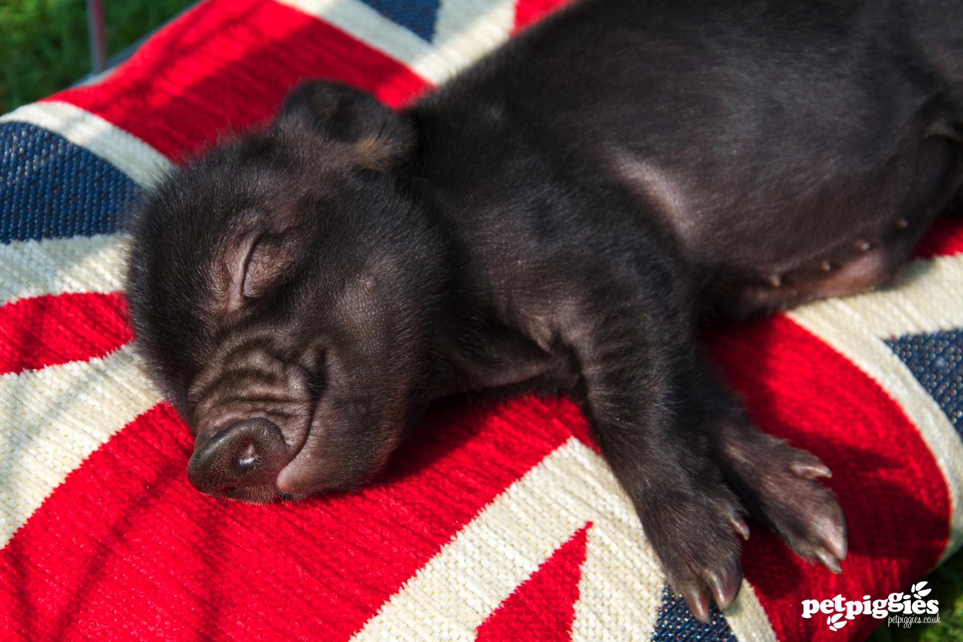 Pop-up pig picnic heads for Hackney - Hackney Post