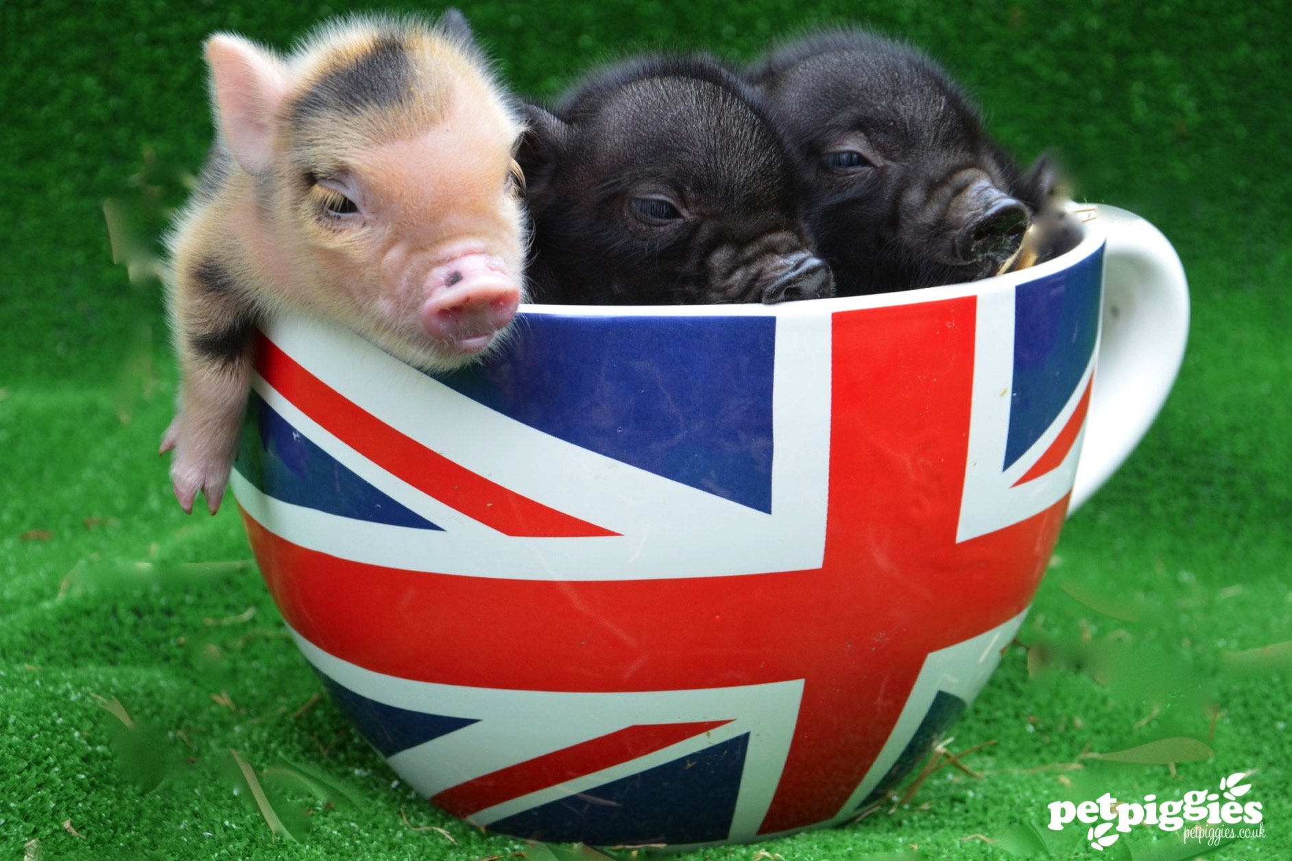 Micro Pigs Strawberry